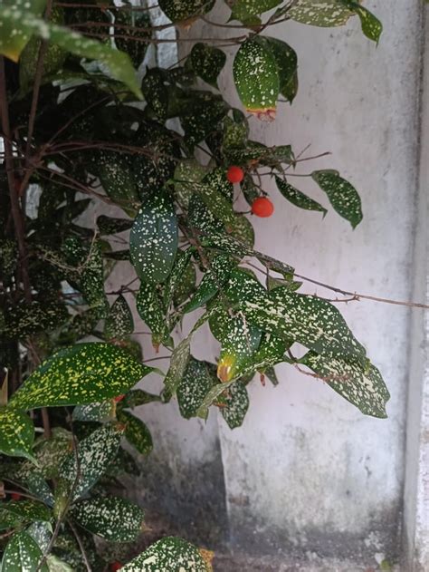 Does Anyone Know How To Germinate These Seeds Rpropagation