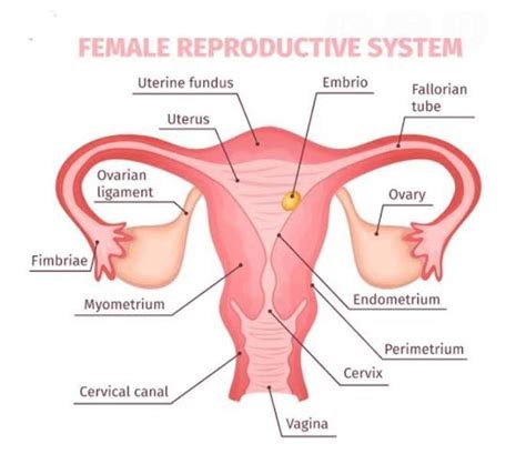 A Draw A Sectional View Of Human Female Reproductive System And Label
