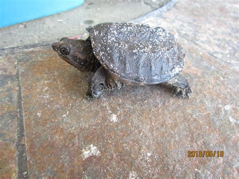 NORTH MYRTLE BEACH SEA TURTLE PATROL Live Stranded Loggerhead Sea Turtle Snapping Turtle Hatchling