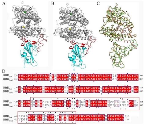 Structural Differences Between Sars Cov 1 And Sars Cov 2 Rbds