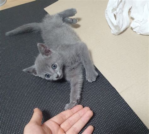 러시안블루 기본정보 천안고양이분양은 퍼스트캣 💚 분양후기