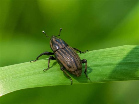 Tule Billbug From Westwood Hills St Louis Park Mn 55426 Usa On May