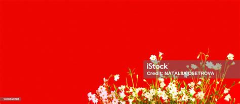 붉은 배경의 주홍색 그늘에 하얀 야생화 여름 색상 트렌드 2022 주목을 끄는 팔레트 계절별 프로젝트를위한 창조적 인 복사 공간