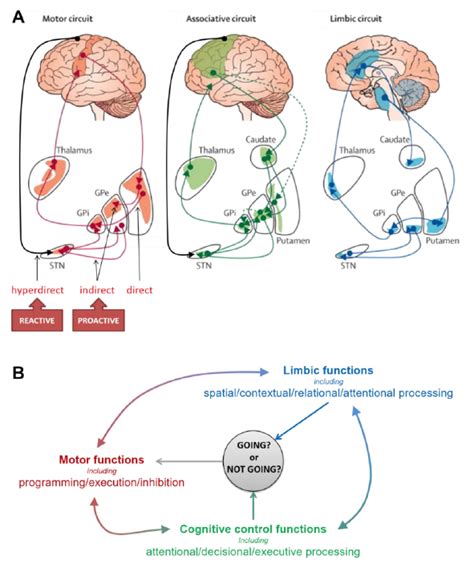 Basal Ganglia Role In Memory Psychology At Ricardo Watkins Blog