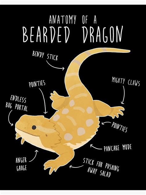 Bearded Dragon Anatomy Diagram Bearded Dragon Diagram Pack Teacher
