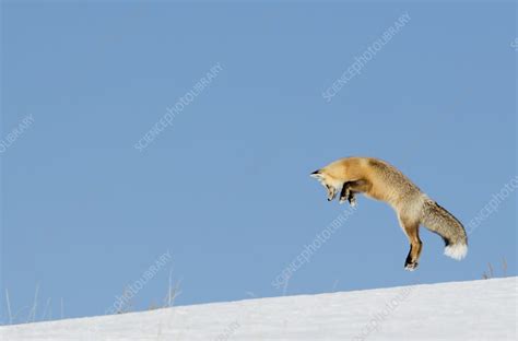 Red Fox Hunting In Snow The Foxs Snow Dive A Winter Hunt In Action