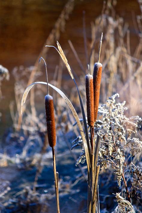 Silent Sunday Cattails Eliza Waters