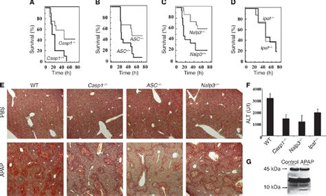 Platelet Degranulation Semantic Scholar