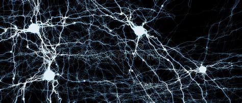 Four Main Types Of Neurons On White Stock Vector Illustration Of