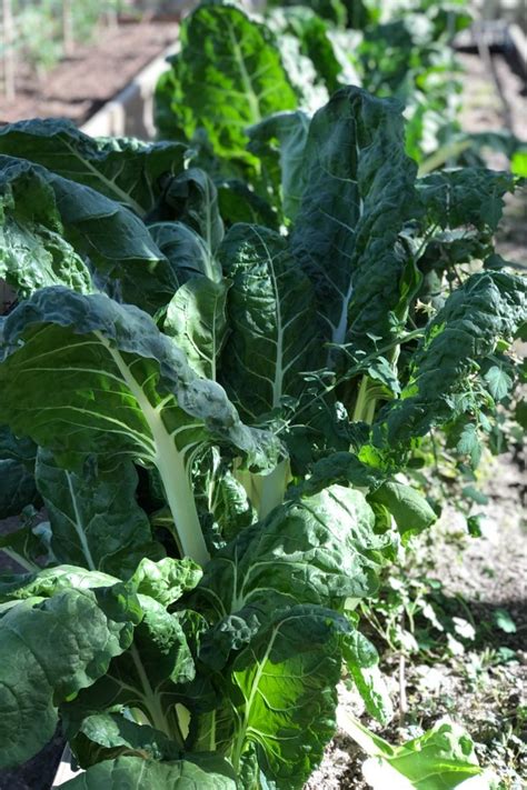 Grown With Wool Pellets Pellet Plant Growth Farm