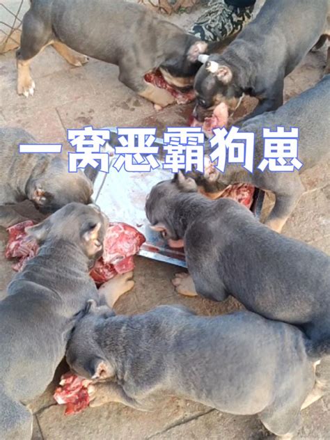 一窝恶霸狗崽喂鸡架，吃的吓人，抢鸡架还干起来了宠物狗好看视频
