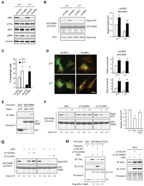 Class Ia Pi3 Kinase P110β Subunit Promotes Autophagy Through Rab5 Small