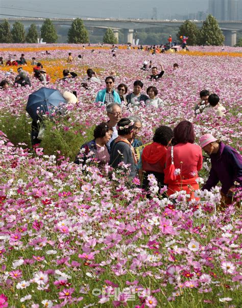 포토 4년만에 다시 열린 구리시 코스모스 축제