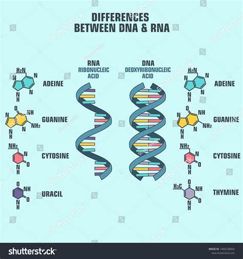 Vector Scientific Icon Spiral Dna Rna Stock Illustration 1460238002 Shutterstock