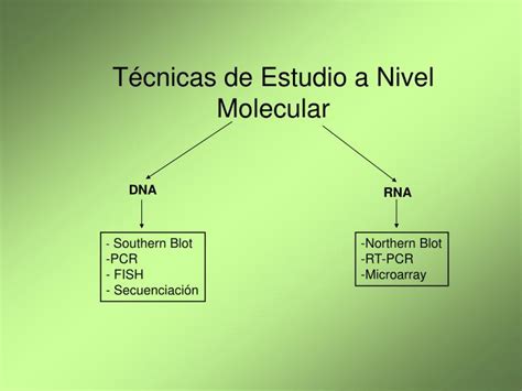 PPT Técnicas de Estudio a Nivel Molecular PowerPoint Presentation