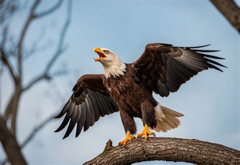 Do Bald Eagles Actually Screech Discovering Their Unique Calls And