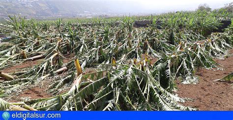 Tenerife Estudia Solicitar La Declaración De ‘zona Catastrófica Tras