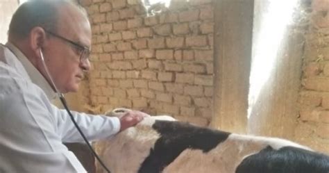 جامعة الزقازيق توجه قافلة بيطرية لقرية النادى مركز بلبيس بالشرقية