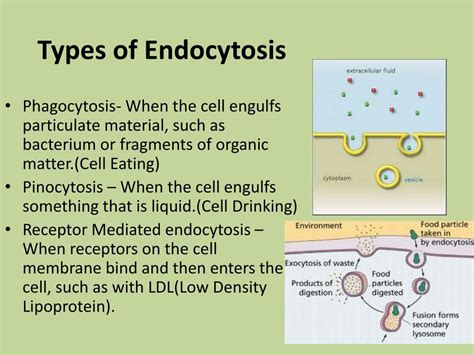 PPT Endocytosis Exocytosis PowerPoint Presentation Free Download ID