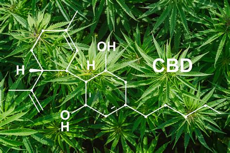 공식 Cbd 칸 나비 디올의 대마초 의약 목적으로 마리화나를 사용하는 개념 강렬하고 밝은 색상에 대한 스톡 사진 및 기타 이미지