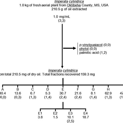 Bioassay Guided Fractionation Of The Essential Oil Of Cogongrass Download Scientific Diagram