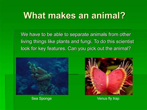 Animals Characteristics And Classification Ppt Biological Sciences Science