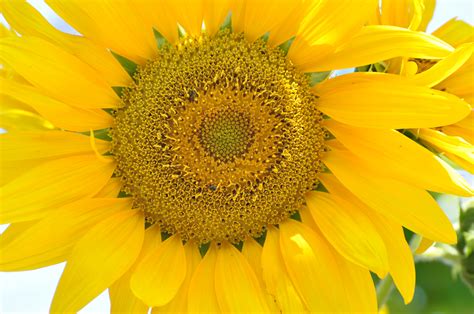Online Crop Yellow Sunflower HD Wallpaper Wallpaper Flare