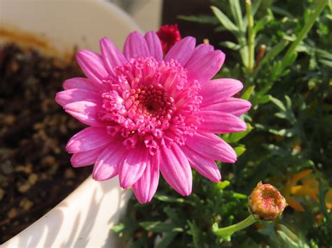 ベランダのお花 お花大好き