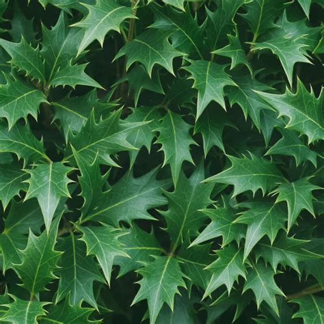 Holly Olive Evergreen Hedging Form Plants