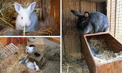 Building A Rabbit Nesting Box At Bonnie Vincent Blog