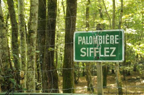 Chasse à La Palombe Au Filet Pourquoi La Commission Européenne