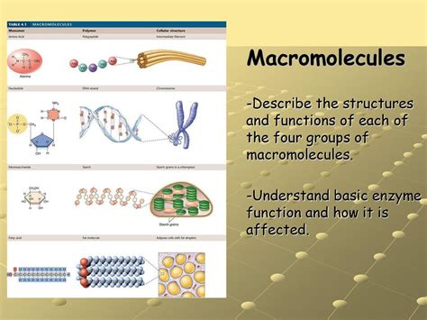 Four Macromolecules And Their Functions