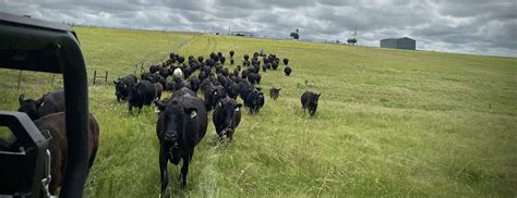 The Power Of Grasslands Grazing And Ranchers Who Get It Right