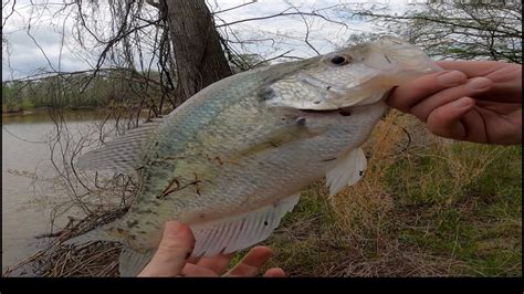 Giant Crappie At Sardis Youtube