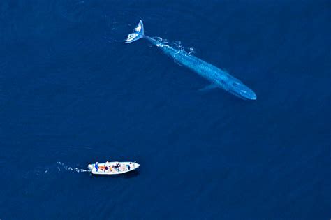 Ballena Azul Imagui