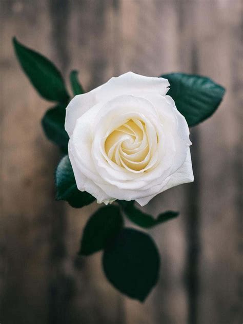 [100 ] White Rose Wallpapers
