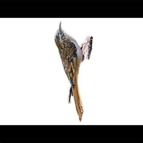 Humes Treecreeper Certhia Manipurensis Identification Birda