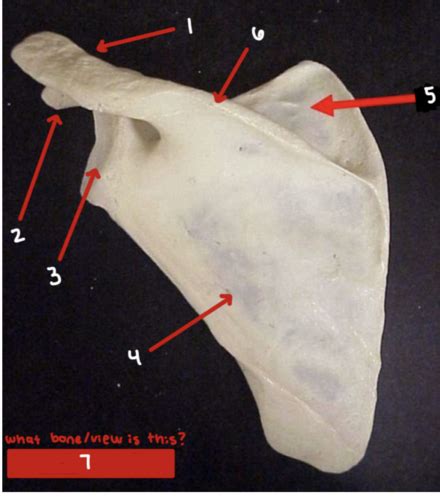 Scapula 1 Flashcards Quizlet