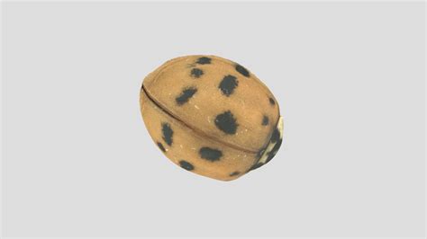 Ladybug With Missing Leg 3d Model By Simonmax A104db9 Sketchfab