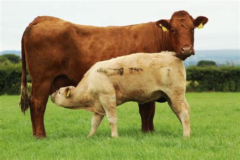 Calving Interval Target In Scotland Suckler Scheme Free