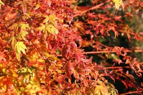 Klon Palmowy Bi Hoo 80 100cm C2 12574698812 Oficjalne Archiwum Allegro