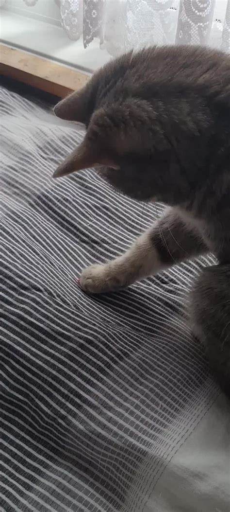 Sweet Wrappers Make Excellent Cat Toys Album On Imgur