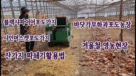 포도재배방법중 포도나무전정가지 파쇄기활용방법 바닷가무화과포도농장 겨울철 영농현장 Youtube