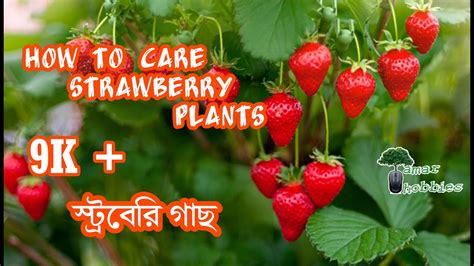 How To Care Strawberry Plants কিভাবে স্ট্রবেরি গাছের যত্ন করা হয়