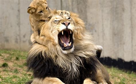 Brown And Black Lion With Brown Lion Cub Hd Wallpaper Wallpaper Flare