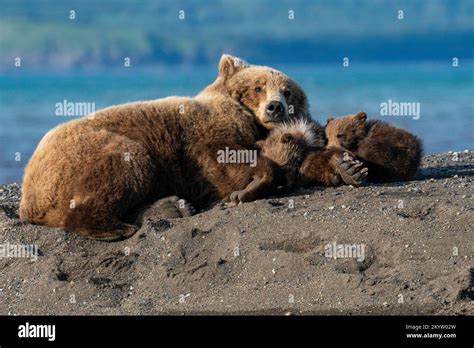 Cuddling Up To Mum Alaska Usa These Adorable Images Show Two Young