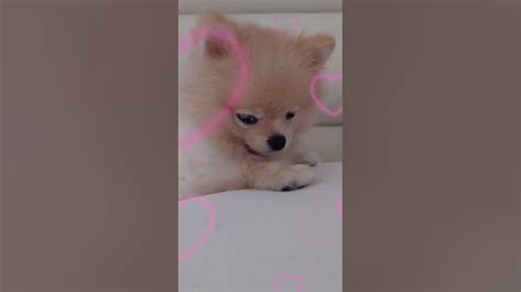 잠잔다고 깨우지말라는 강아지🐶 Youtube