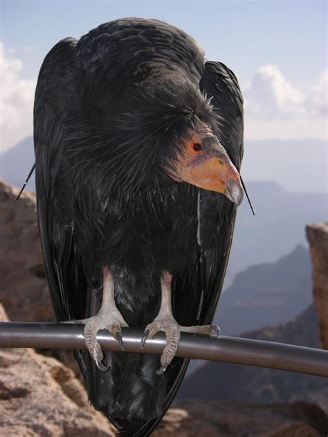 Condor At The Grand Canyon Wildlife