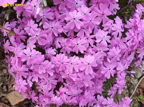 Kimchi House Phlox Subulata 针叶天蓝绣球 꽃잔디