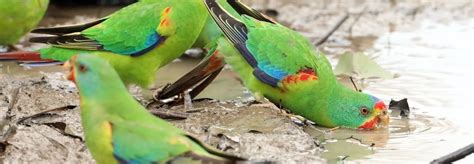 Swift Parrot Identification Guide Birdlife Australia